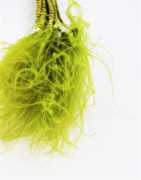 Dried Stypha Penata Mint Green Bunch L Wholesale Discounts Dried Flowers Decor