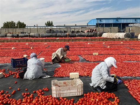 وسط فرحة المزارعين جني محصول الطماطم بالأقصر وتجفيفها للتصدير عالميًا صور