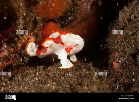 Warty Frogfish Antennarius Maculatus Juvenile Resting On A Tropical