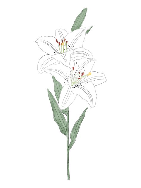 Design Element PNG Transparent Lily Hand Painted Design Elements Flowers Lily Green Leaf PNG