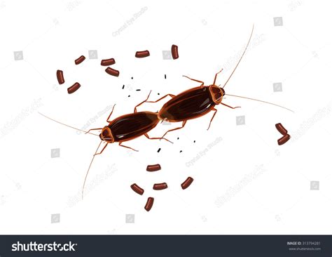 Cockroach Reproduction Concept Egg Cases Called Stock Vector Royalty