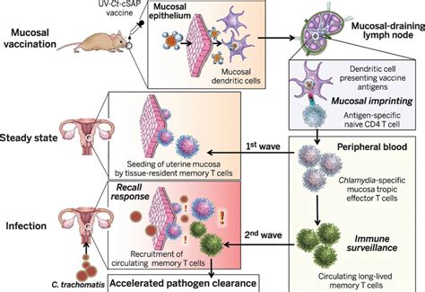Chlamydia Bacteria Structure