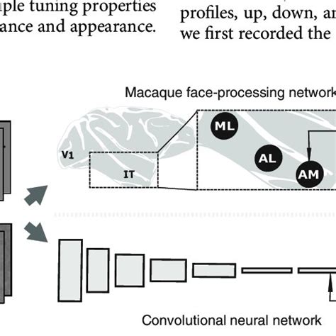 Schema Of Our Investigation To Compare The Macaque Face Processing Download Scientific Diagram