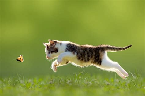 Cat Catching Prey