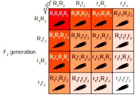 Explain Polygenic Inheritance With An Example Sarthaks Econnect Largest Online Education