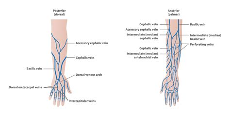 Phlebotomy Vein Selection Phlebotomy Drawing Of Blood