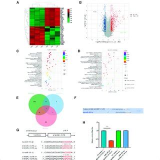MRNA High Throughput Sequencing And Bioinformatics Analyses Following Download Scientific