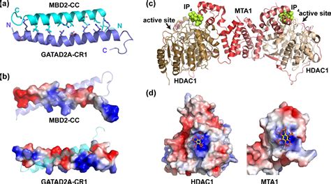 Figure 1 From The Methyl Cpg Binding Domain 2 And 3 Proteins And Formation Of The Nucleosome