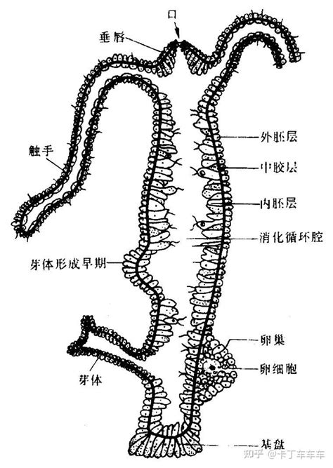 绘制水螅纵切图和涡虫横切图。 知乎