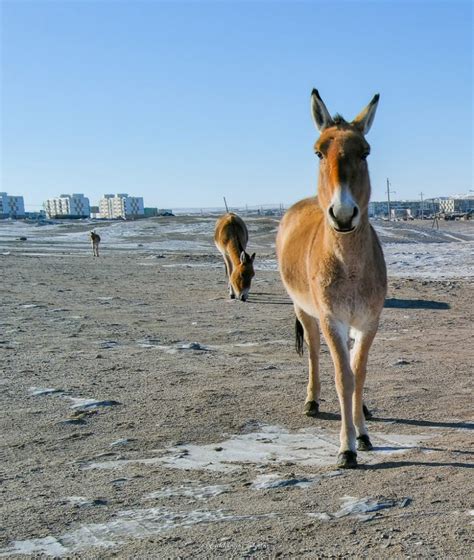 Дорноговь аймгийн төвд орж ирсэн гурван хуланг мэргэжлийн байгууллагын алба хаагчид бэлчээрт нь