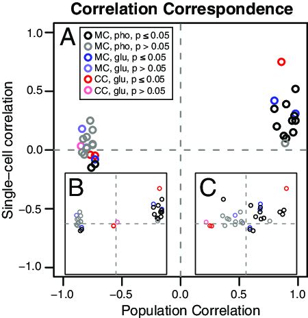 Correspondence Of Single Cell And Synchronized Population Correlation