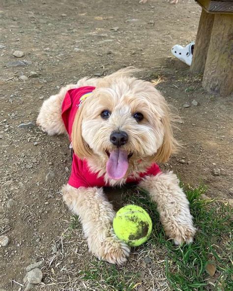 Spitzpoo Spitz And Poodle Mix Info Pictures Facts Faqs And More