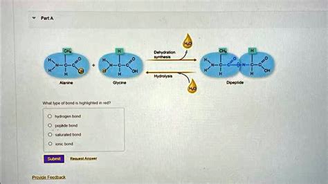 Solved Texts Part A Dehydration Synthesis Hydrolysis Alanine Glycine Dipeptide What Type Of
