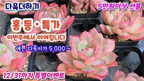 다육더하기 예쁜 다육이가 5000 ~ 홍등 특가 배합토 10할인 Youtube