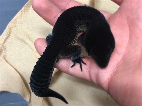 크레 레게 크레스티드게코 레오파드게코 릴리화이트 블랙나이트 릴리 블나 게코 Band