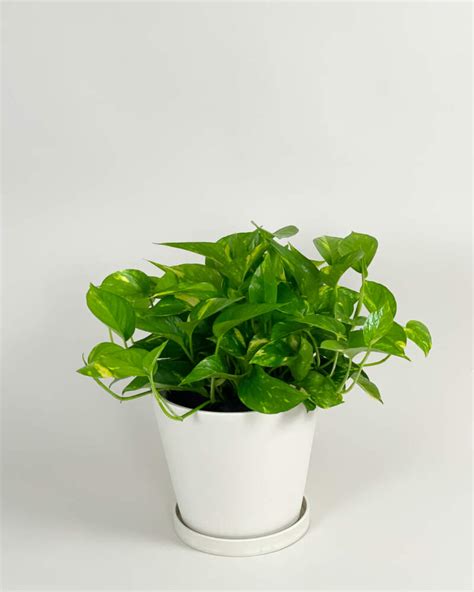 Pothos Plant