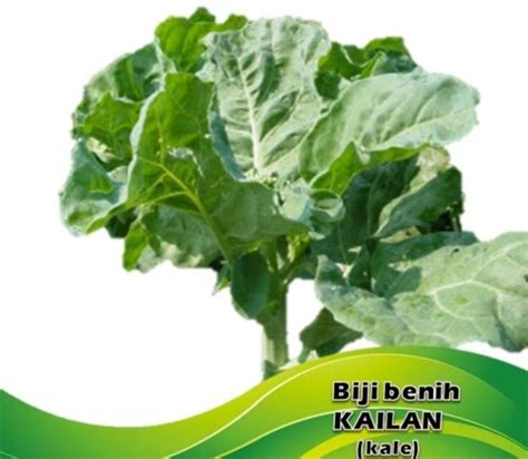 Biji Benih Kailan Muallim Hortigard Nursery