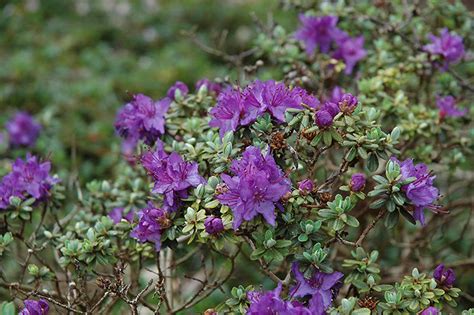 Rhododendron Impeditum Green Thumb Nurseries