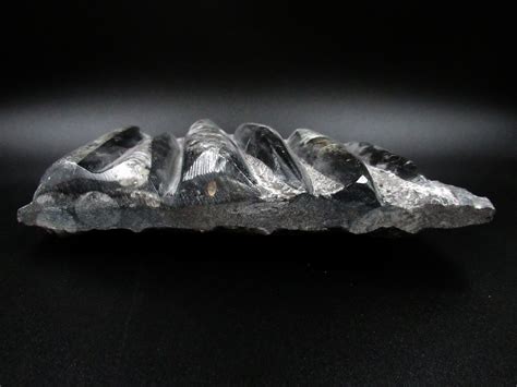 Orthoceras Mortality Plate Morocco 2 Fossils For Sale