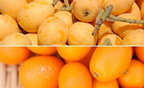 Loquat Vs Kumquat KitchenVile