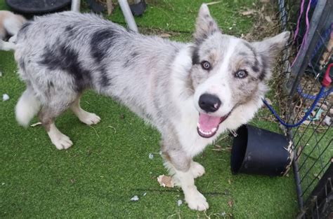Border Collie Slate Merle K9 Connection