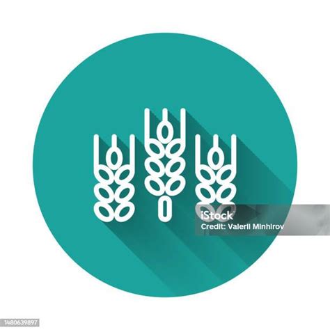 흰색 선 쌀 밀 옥수수 귀리 호밀 긴 그림자 배경으로 격리된 보리 아이콘으로 설정된 곡물 밀 빵 기호의 귀입니다 녹색 원 버튼