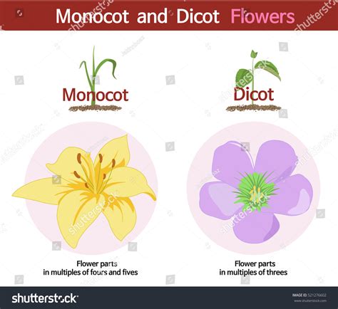 Picture Comparing Monocot Dicot Flowers เวกเตอรสตอก ปลอดคาลขสทธ Shutterstock