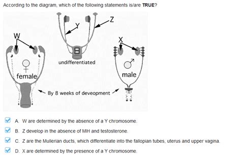 Ws Biol 350 Quiz 11 Diagram Quizlet