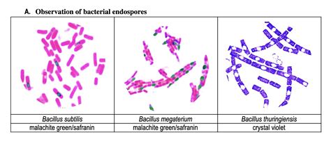 Solved 1 What Colour Are The Endospores In Figure A For