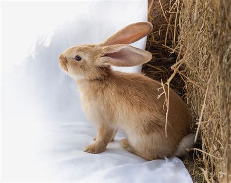 Color Light Brown Rabbits