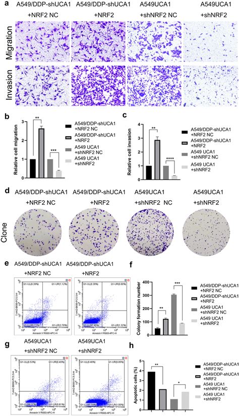Nrf2 Stimulated Cell Growth And Inhibited Apoptosis A Migration And