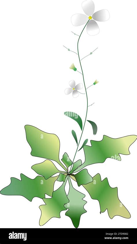 Arabidopsis Flower Stock Vector Images Alamy