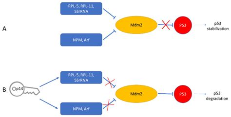 Model Illustrating A Proposed Effect Of P14 On P53 Checkpoint A In Download Scientific