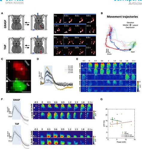 Pdf Large Scale All Optical Dissection Of Motor Cortex Connectivity Shows A Segregated