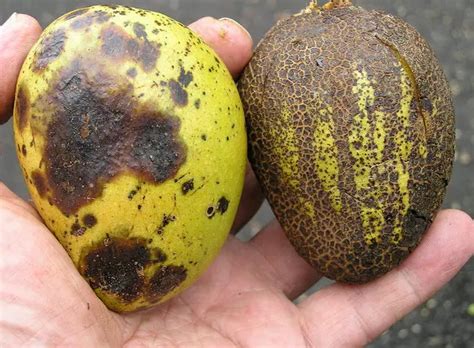 How To Tell If A Mango Is Bad Ripe Or Rotten