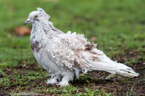 13 Most Bizarre Pigeon Breeds