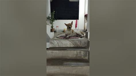 সাদু বাবা এসেছে Bengalivloggeralankar6687 Youtube