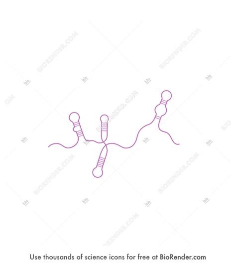 Free Xist Rna 3 Icons Symbols And Images Biorender