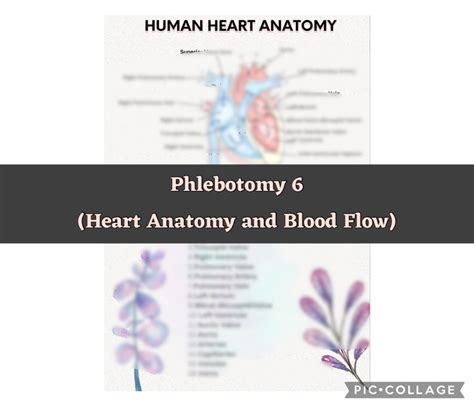 Phlebotomy Pdf 6 Pages Study Guide Plus 3 Free Extra Pages 9 Etsy