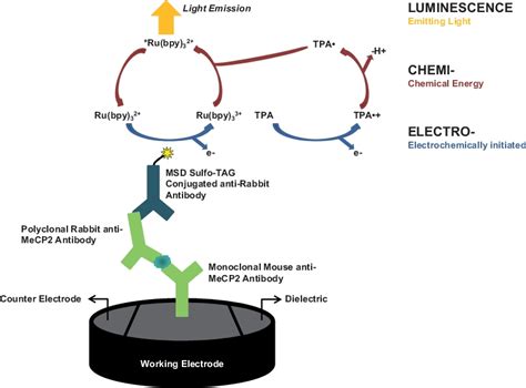 An Electrochemiluminescence Based Assay For Mecp2 Protein Variants