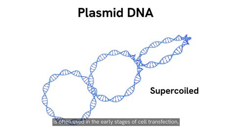 Plasmid Dna Plasmid Dna Structure Function Isolation And