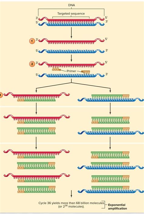 The Polymerase Chain Reaction Pcr ‼️ Initiating The Reaction Requires A Few Specialized