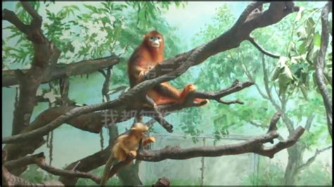 動物奇觀這些動物到底怎樣看我們的世界呢對我們的又有甚麼評價呢如果你想知道就千萬不要不留意收看了 YouTube