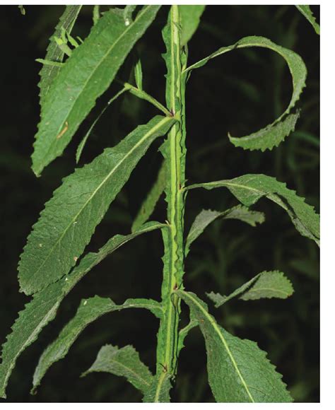 六棱菊 神农架植物 图片