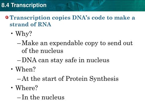 PPT DNA Has The Code But RNA Carries DNAs Instructions To The Ribosomes PowerPoint