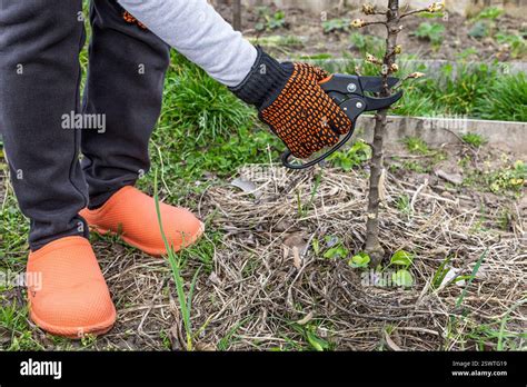 Farmer Looks After The Garden Spring Pruning Of Fruit Trees Woman