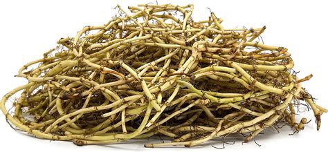 Fish Mint Root Information And Facts