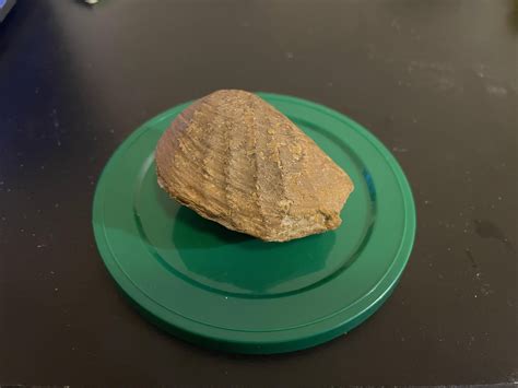 Found This On In Anyone Know What Is It R Fossils