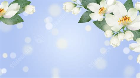 Nature Wallpaper Jasmine Flower