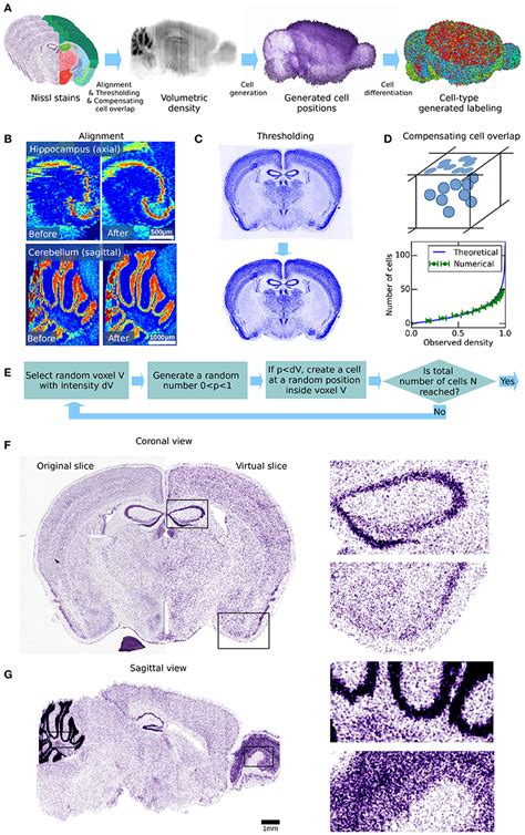 Mouse Brain Front
